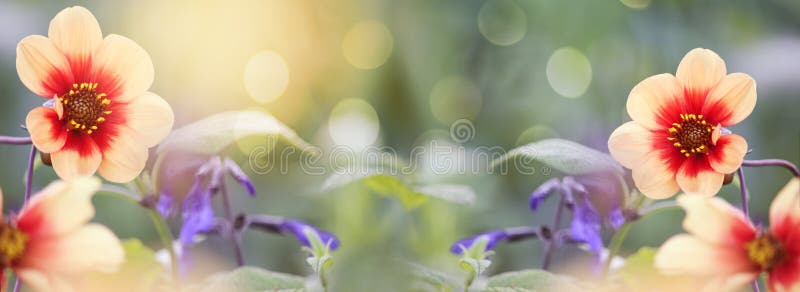 Nice Flowers Panorama of Dahlian Moonfirein Sunlight Stock Photo ...