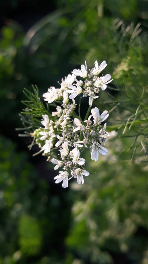A Nice Flowers Picture in Plant Stock Photo - Image of nice, produce ...