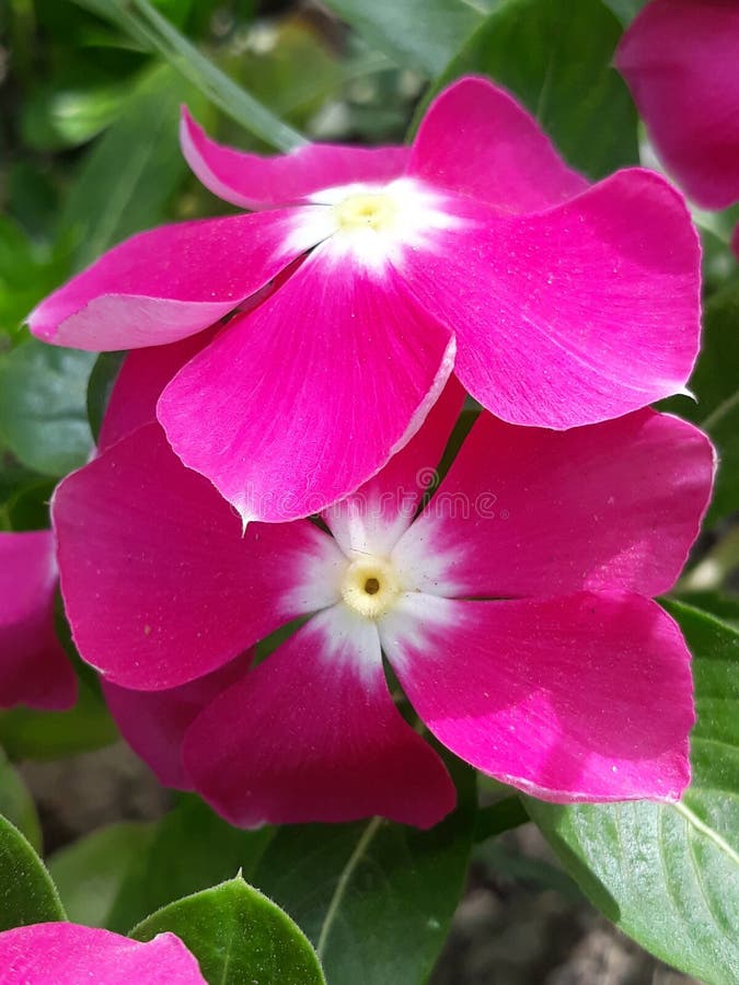 A Nice Flowers Picture in Plant Stock Photo - Image of petal, tulip ...