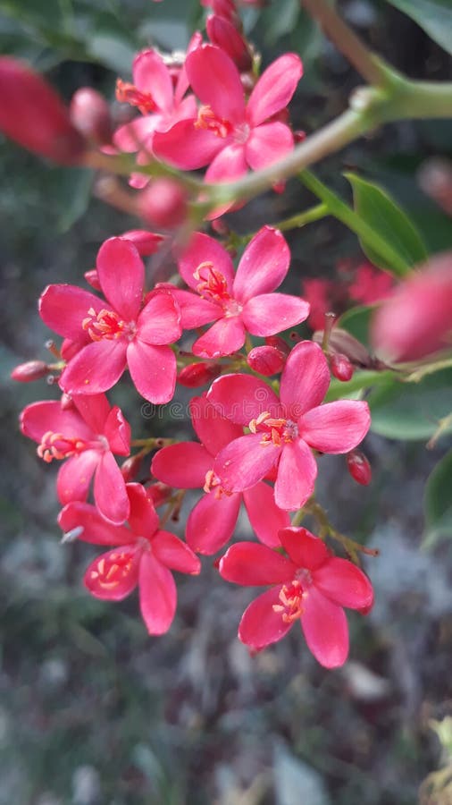 A Nice Flowers Picture in Plant Stock Photo - Image of flowers, pink ...
