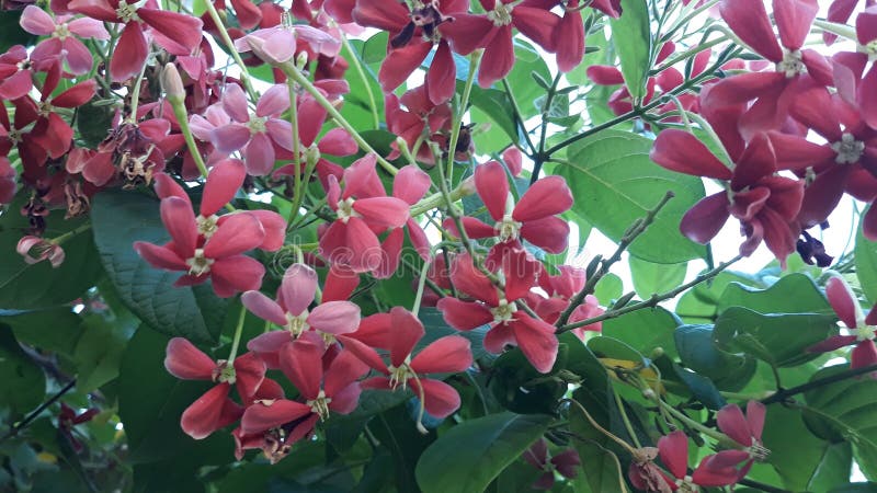 The Nice Flowers Picture in Plant Stock Image - Image of petal, branch ...
