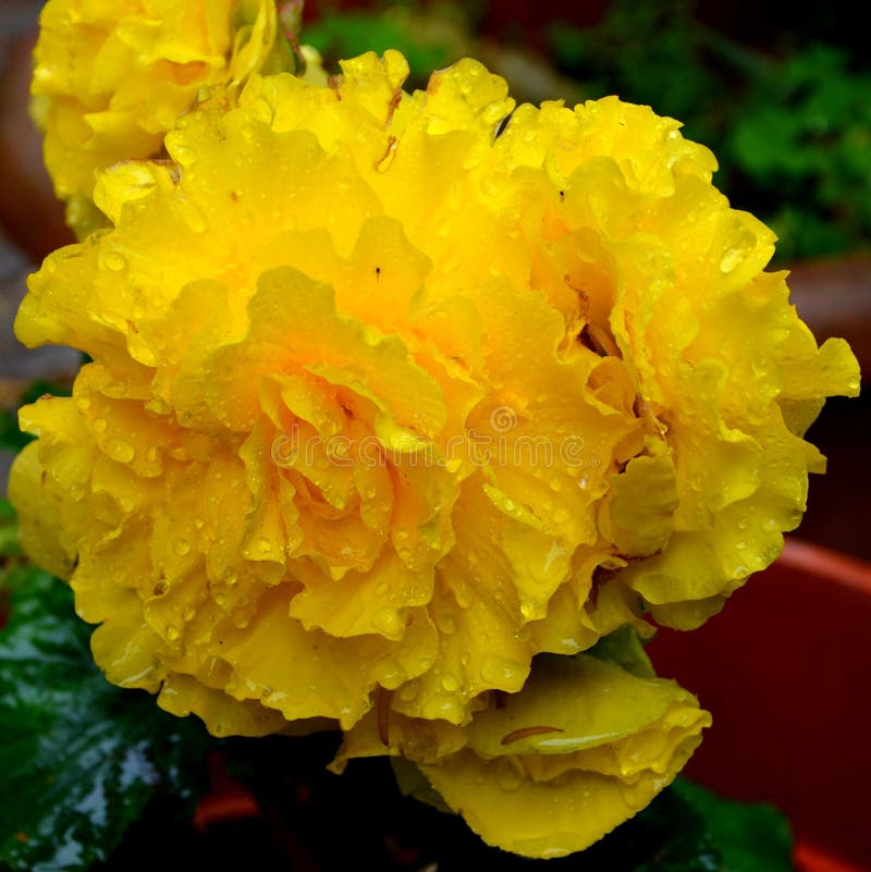 Nice Flowers in the Spring in Garden Stock Image - Image of european ...