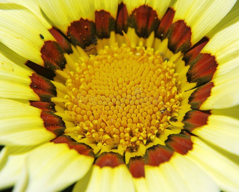 Nice flowers stock image. Image of glass, pink, close - 72361555