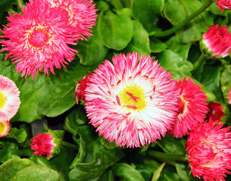 Nice flowers stock image. Image of glass, sunshine, beautiful - 72363931