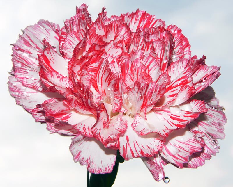 Nice flowers stock image. Image of glass, sunshine, beautiful - 72363931