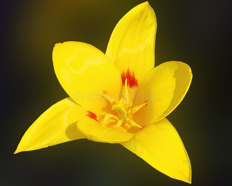 Nice flowers stock image. Image of glass, sunshine, beautiful - 72363931