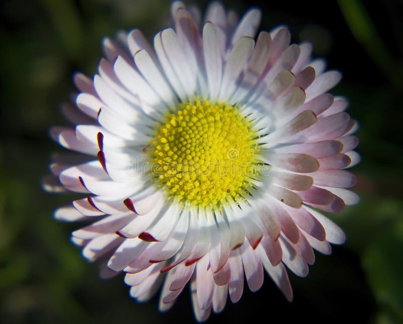 Nice flowers stock image. Image of glass, sunshine, beautiful - 72363931