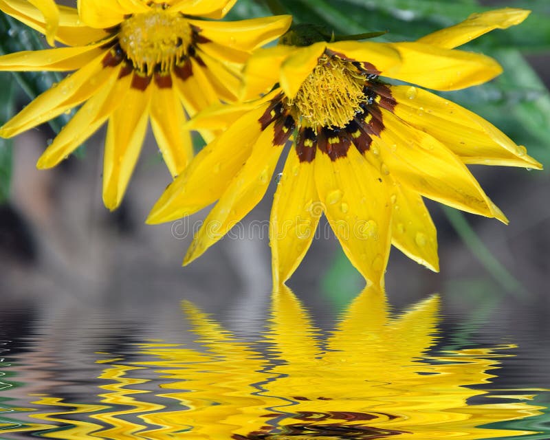 Nice flowers stock photo. Image of pink, pretty, black - 79593216