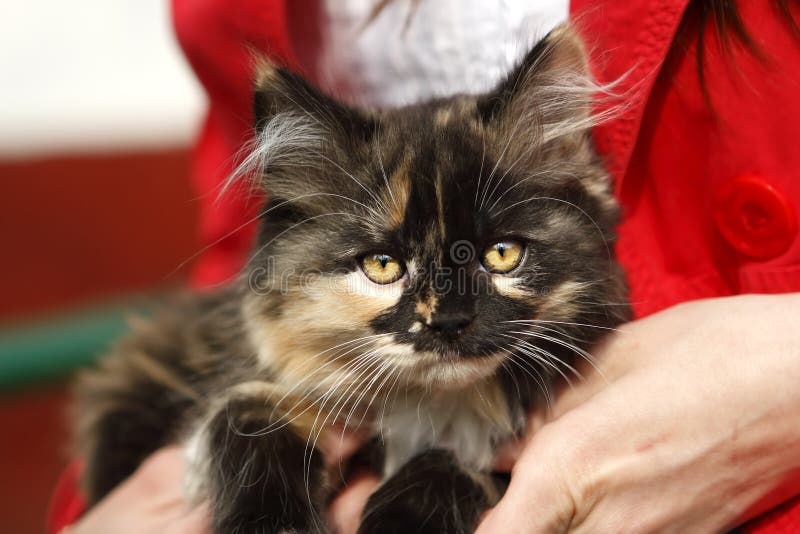 Nice fluffy kitten stock image. Image of fluffy, caressing - 5055787