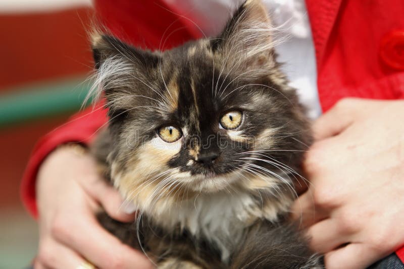 Nice fluffy kitten stock photo. Image of kitten, animal - 5056460