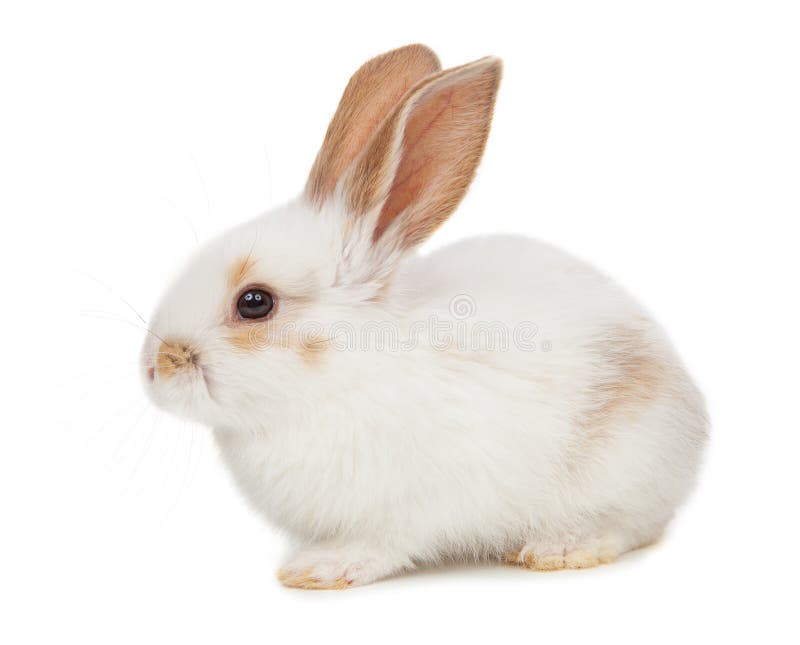 Nice Fluffy White Rabbit Isolated on White Background Stock Photo ...
