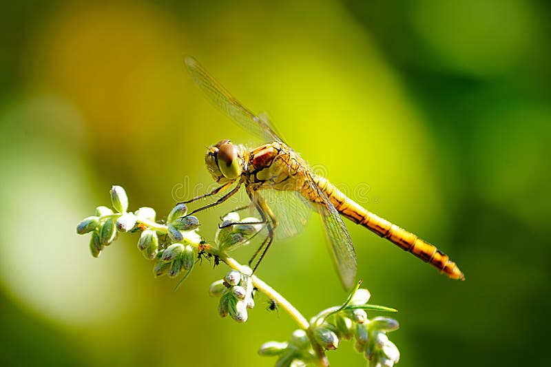 Nice Flying Insect Dragonfly (odonata) Stock Image - Image of arthropod ...