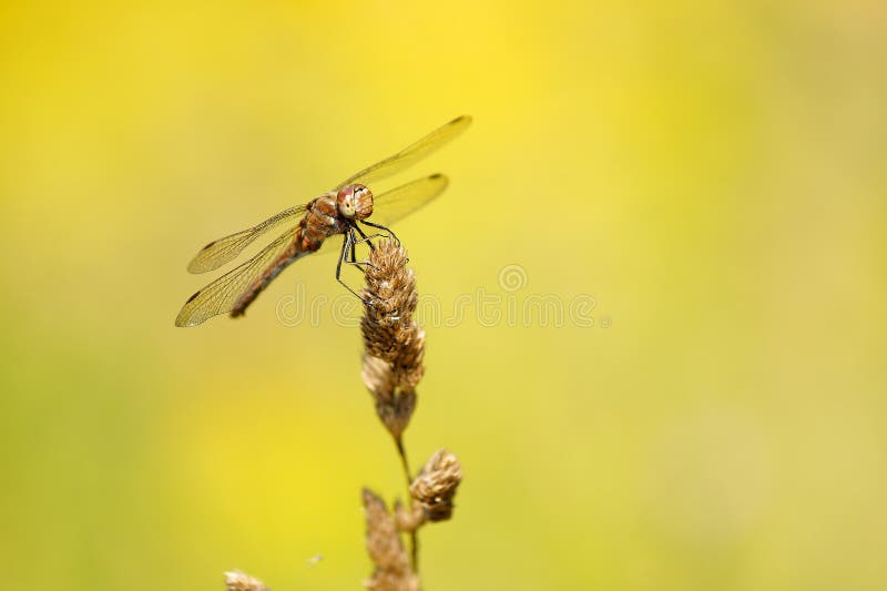 Nice Flying Insect Dragonfly (odonata) Stock Photo - Image of summer ...