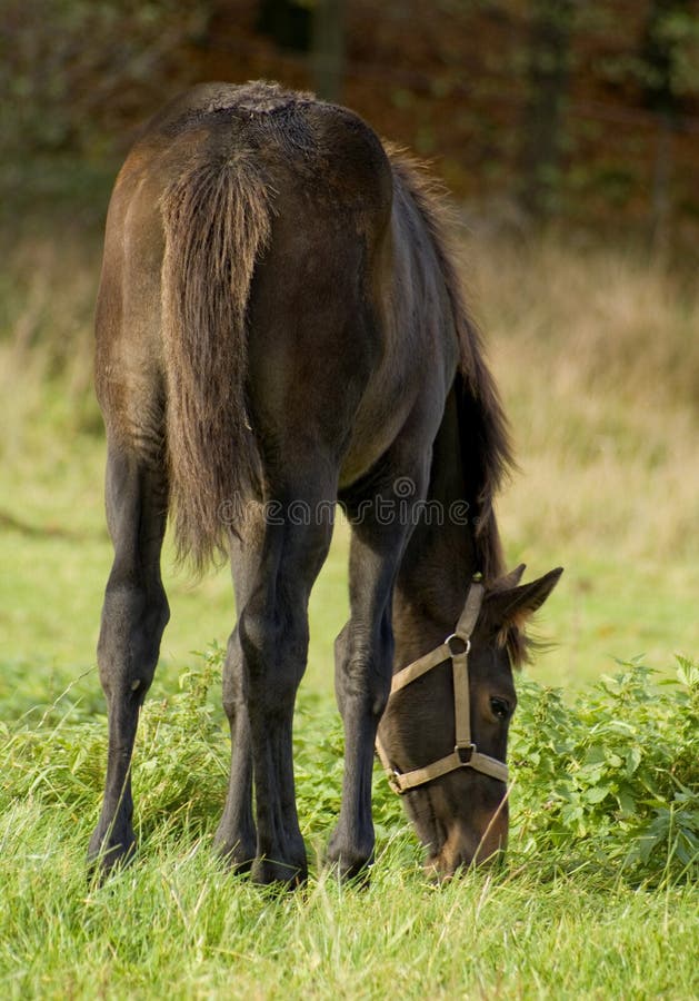 Nice Foal Eating Grass on the Field Stock Image - Image of breed ...