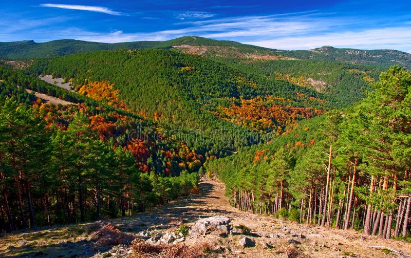 Nice forest in autumn stock image. Image of landscape - 16381255