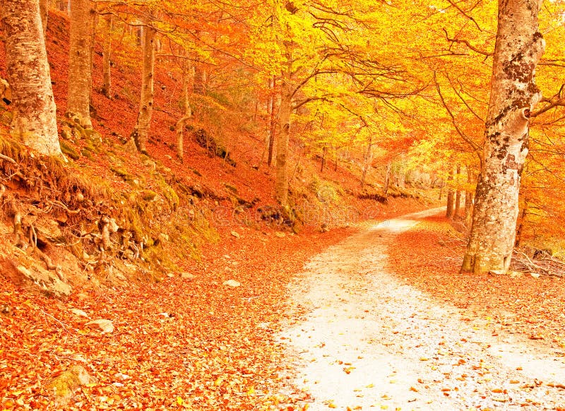 Nice forest in autumn stock image. Image of harmony, season - 16381303