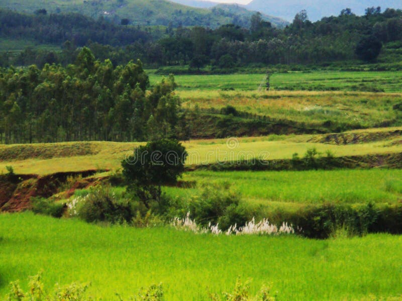 Nice Forest Landscape and Hills Greenery Stock Photo - Image of ...