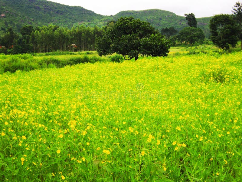 Nice Forest Landscape and Hills Greenery Stock Photo - Image of ...