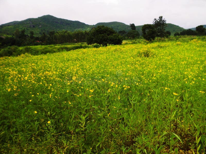 Nice Forest Landscape and Hills Greenery Stock Photo - Image of ...