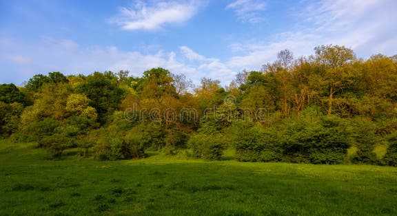 Nice Forest Landscape in Springtime Stock Image - Image of agriculture ...