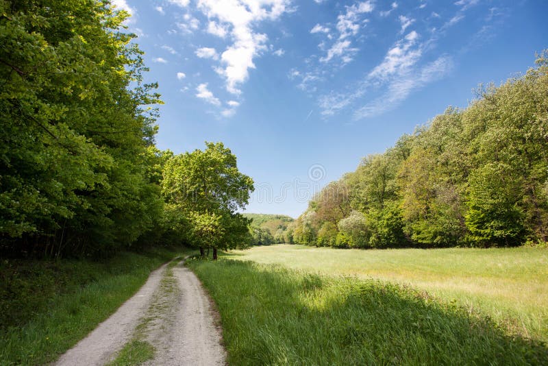 Nice forest path stock image. Image of morning, white - 93376865