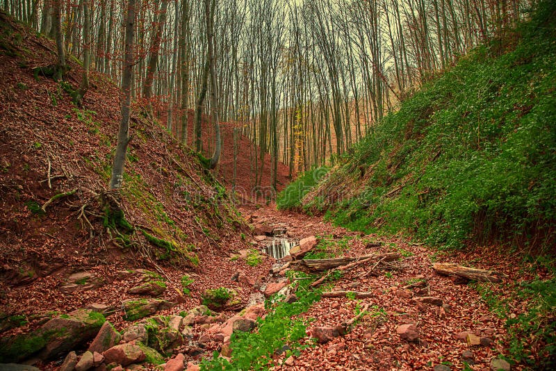 Nice forest scene stock photo. Image of foliage, beauty - 165063648
