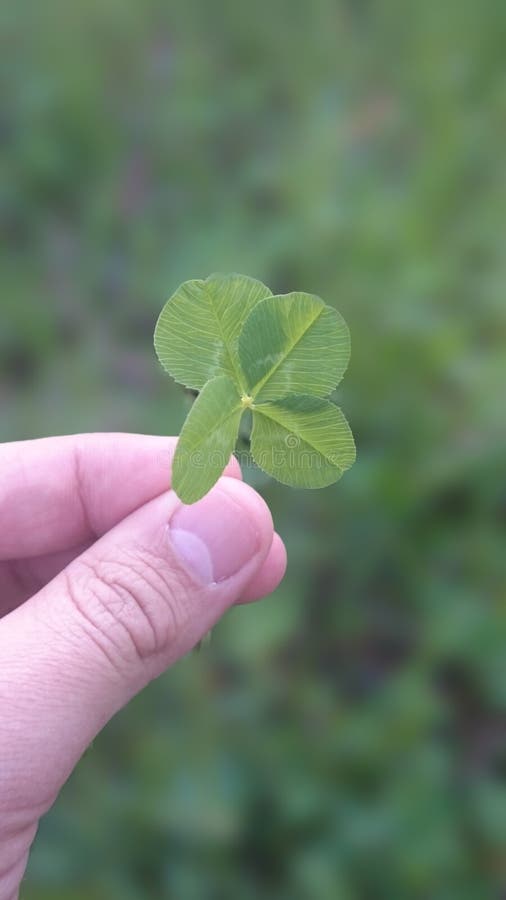 Beautiful four-leaf clover stock image. Image of thought - 108147627