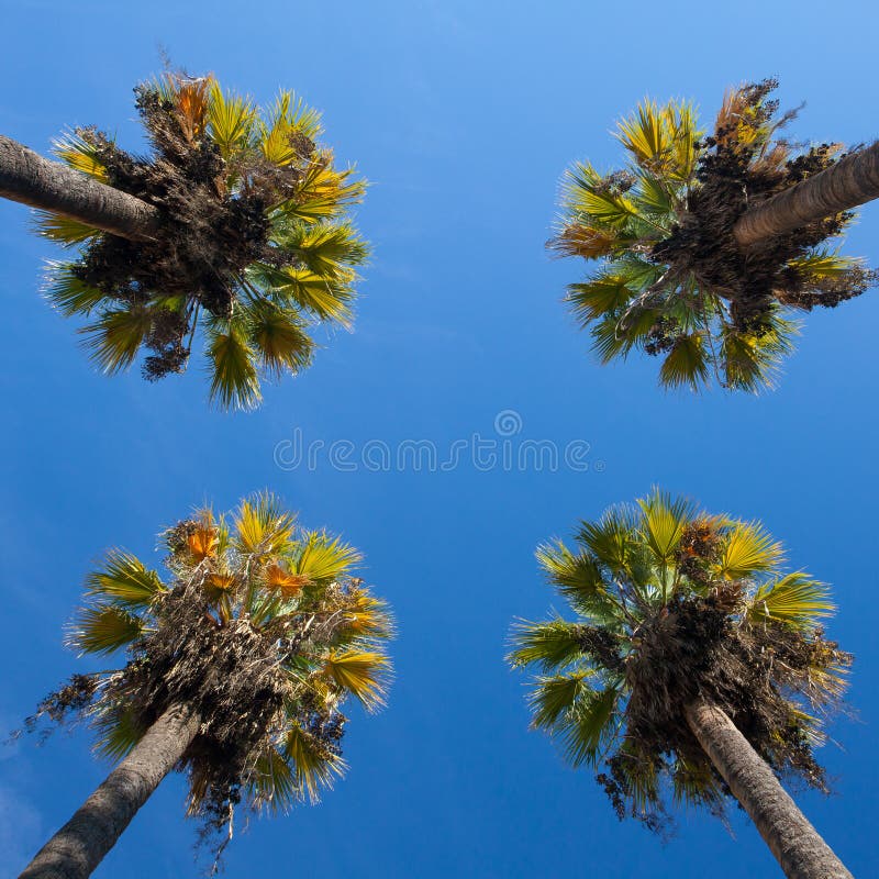 Four palm trees on a beach stock photo. Image of natural - 316154