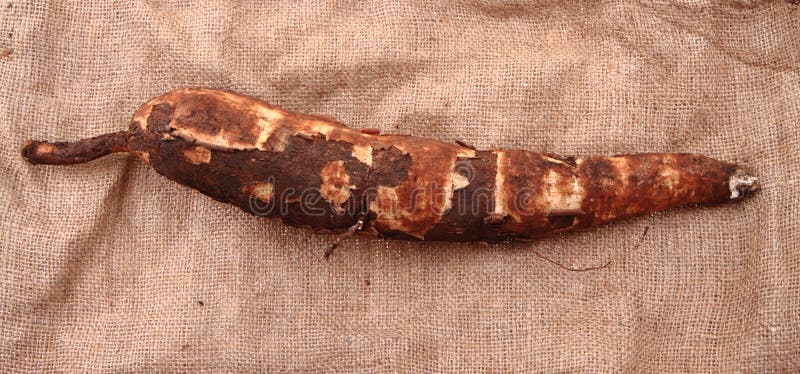 Fresh manioc root stock photo. Image of tropical, botany - 108700406