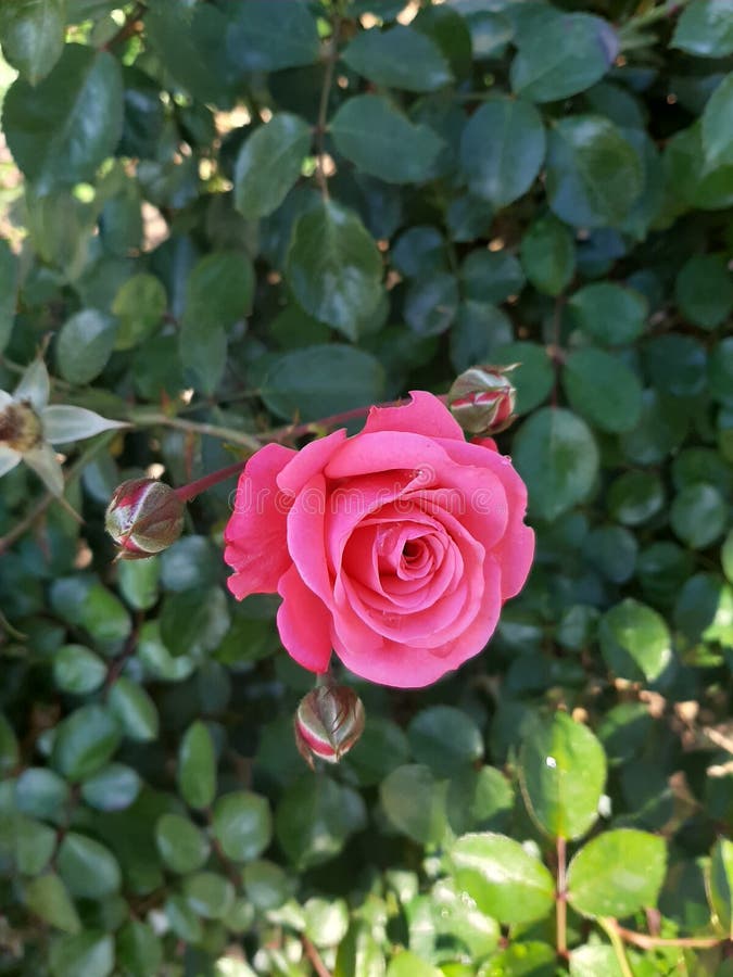 A Nice and Fresh Pink Rose after Rain Stock Image - Image of plant ...