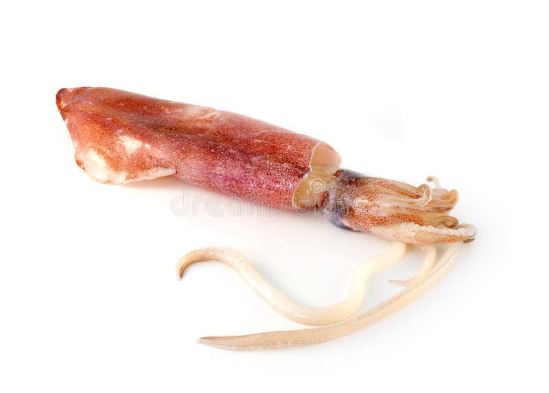 Fresh Squid stock image. Image of tentacles, seafood, catch - 5510203