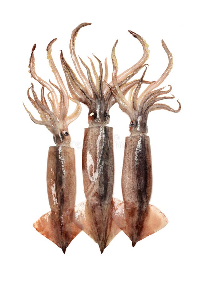Nice fresh squid stock image. Image of invertebrate - 108282849