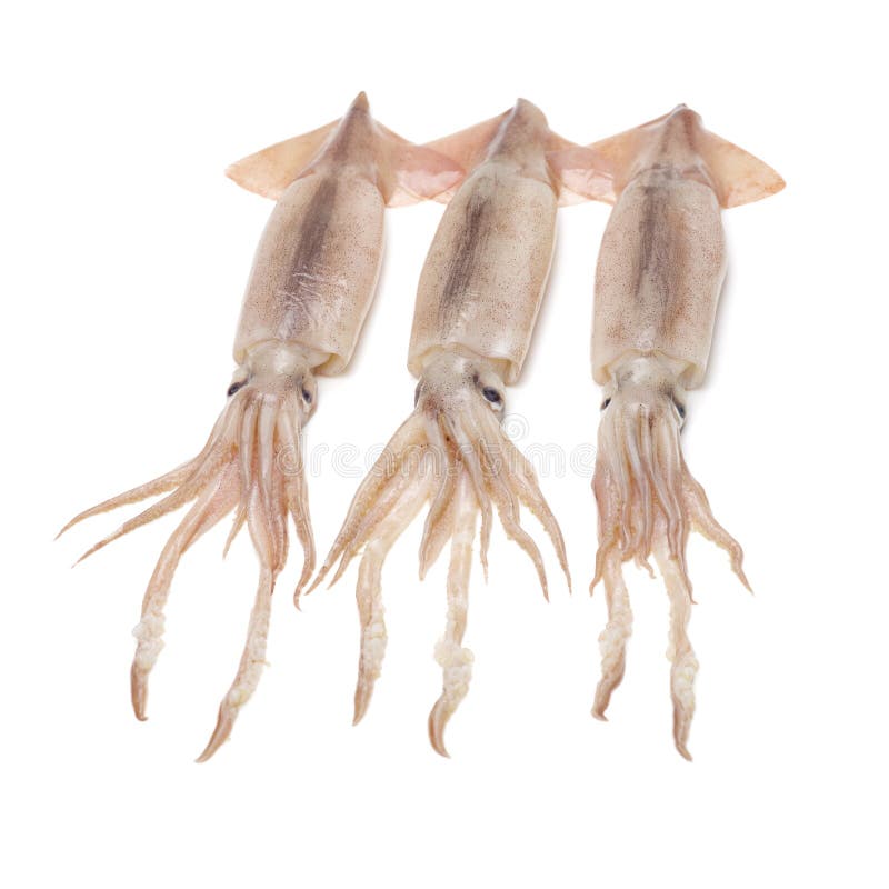 Nice fresh squid stock photo. Image of fresh, color - 137491222