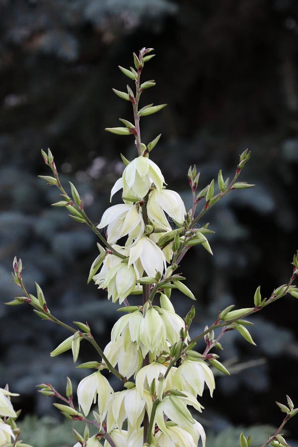 Nice Fresh White Yucca Bloom Stock Photo - Image of herb, coniferous ...