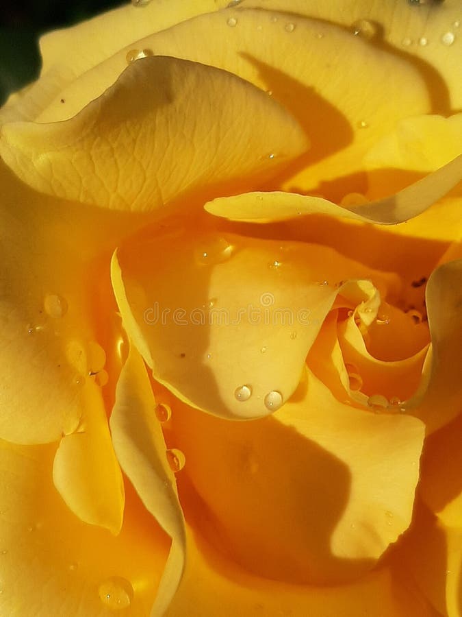 A Nice and Fresh Yellow Rose after Rain Stock Image - Image of plant ...