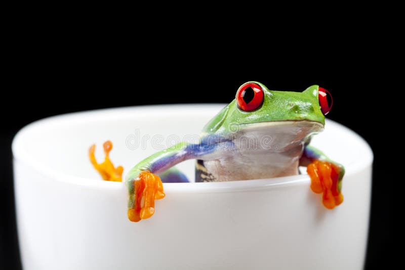Nice frog in cup stock photo. Image of life, tree, orange - 13770620