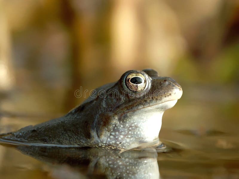 Nice Frogs Portrait in the Forest Pond Stock Photo - Image of slimy ...