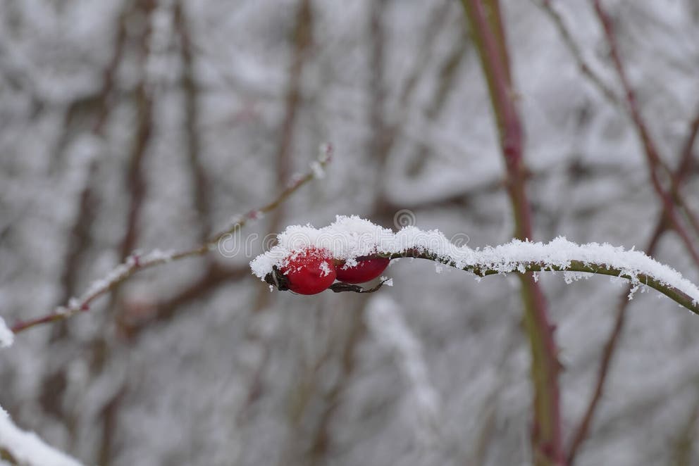 Nice Frozen Hips Under Snow Stock Image - Image of berries, natural ...