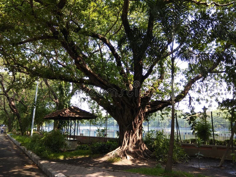 A Big Tree stock image. Image of nice, tree, garden - 104764395