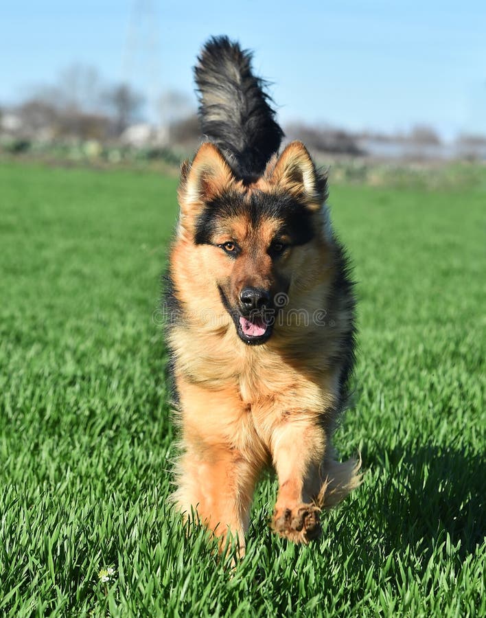 Nice German Shepherd Dog Running Stock Photo - Image of field, breed ...