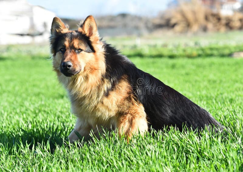 A Nice German Sheperd Dog in a Green Field Stock Image - Image of field ...