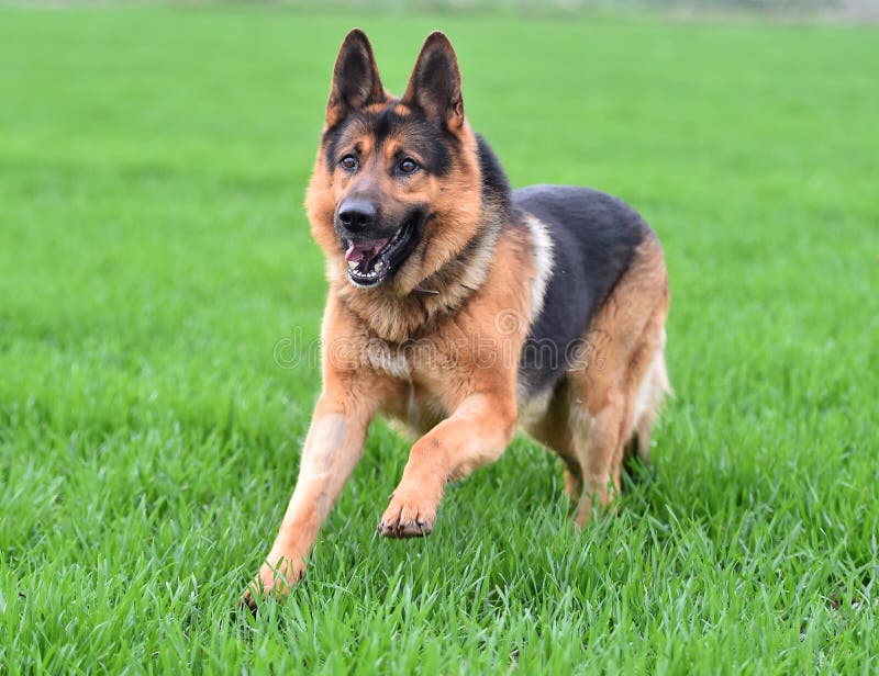 A Nice German Sheperd in a Green Field Stock Photo - Image of cane ...