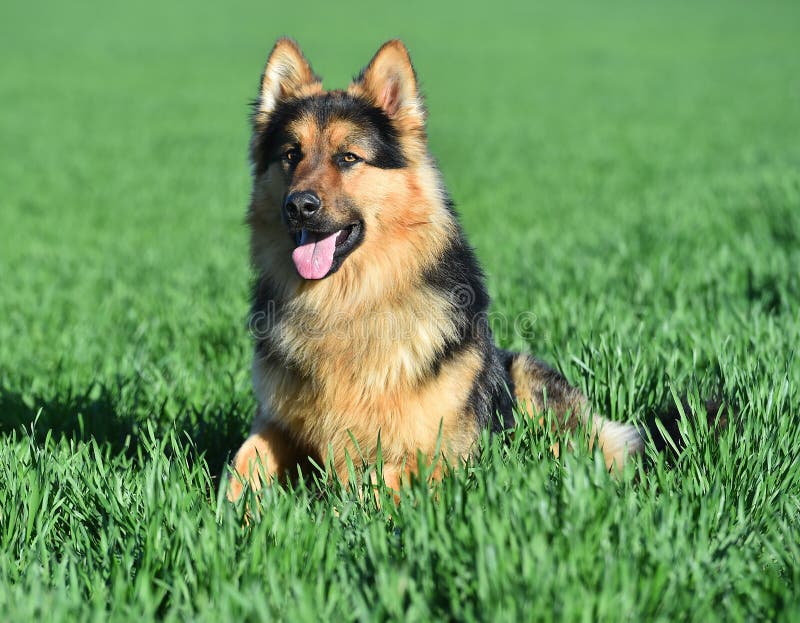 A Nice German Sheperd in a Green Field Stock Photo - Image of lovely ...