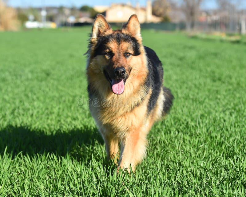A Nice German Sheperd in a Green Field Stock Photo - Image of head ...