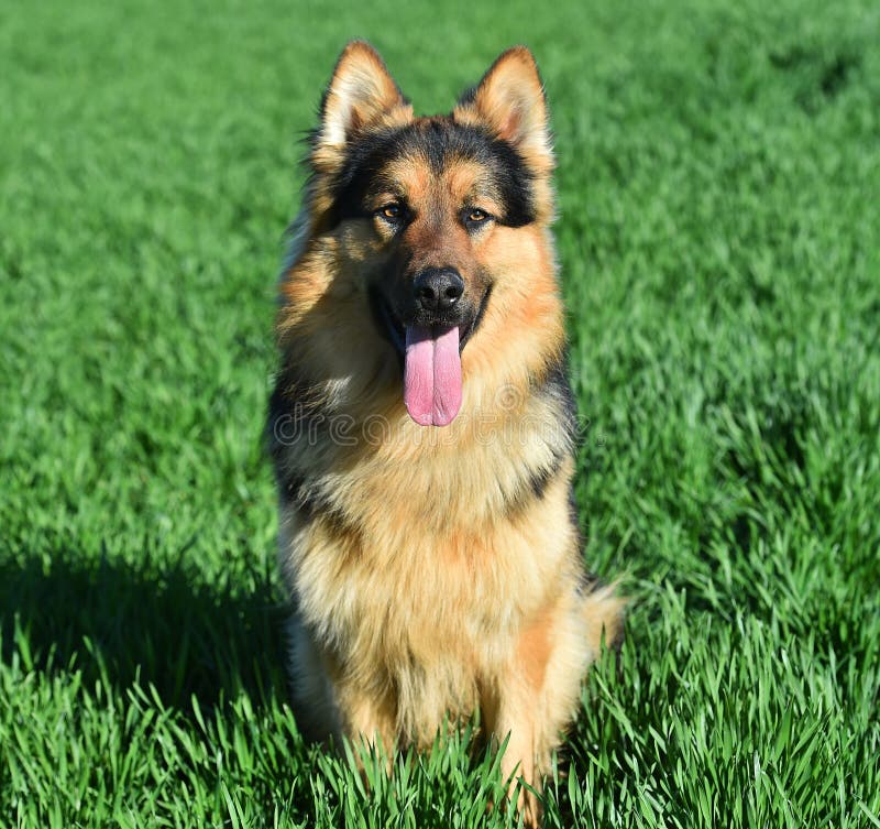 A Nice German Sheperd in a Green Field Stock Image - Image of fast ...