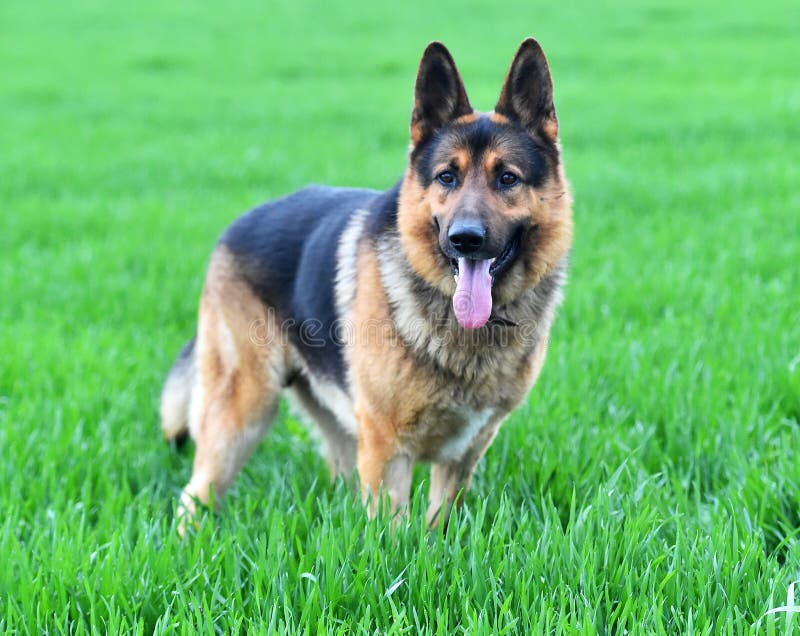 A Nice German Sheperd in a Green Field Stock Image - Image of happy ...