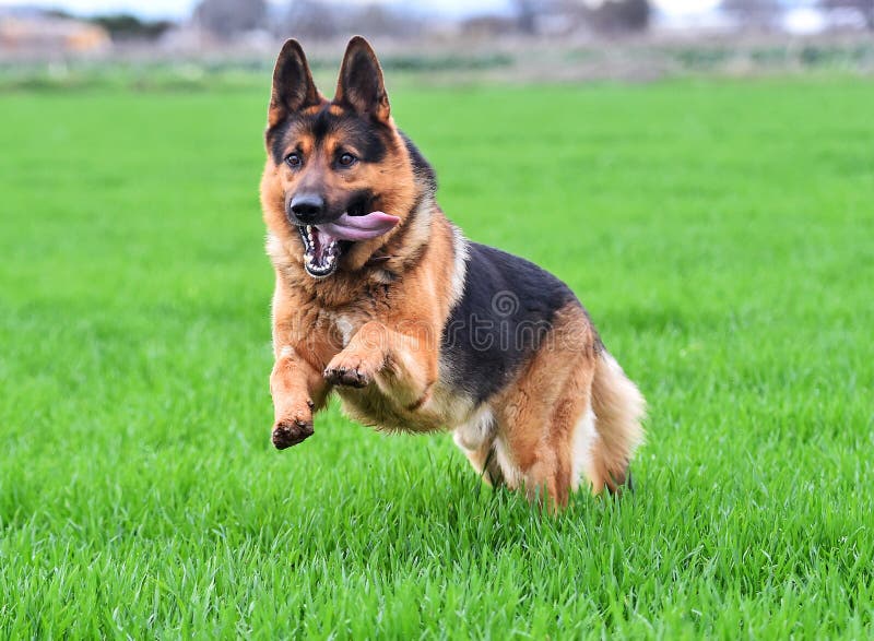A Nice German Sheperd in a Green Field Stock Photo - Image of friendly ...