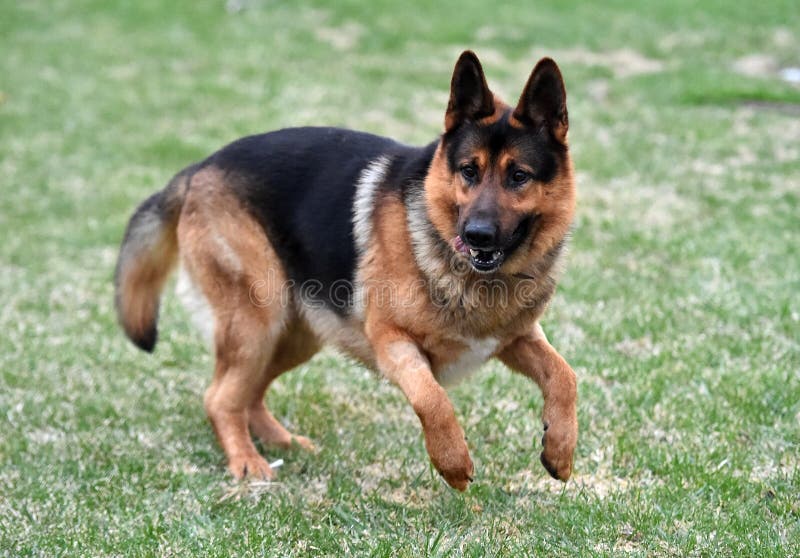 A Nice German Sheperd in a Green Field Stock Image - Image of doggy ...