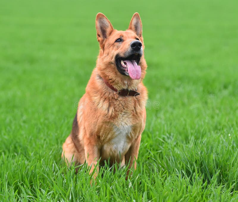 A Nice German Sheperd in a Green Field Stock Image - Image of jump ...