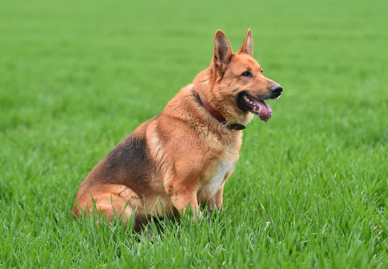 A Nice German Sheperd in a Green Field Stock Image - Image of green ...